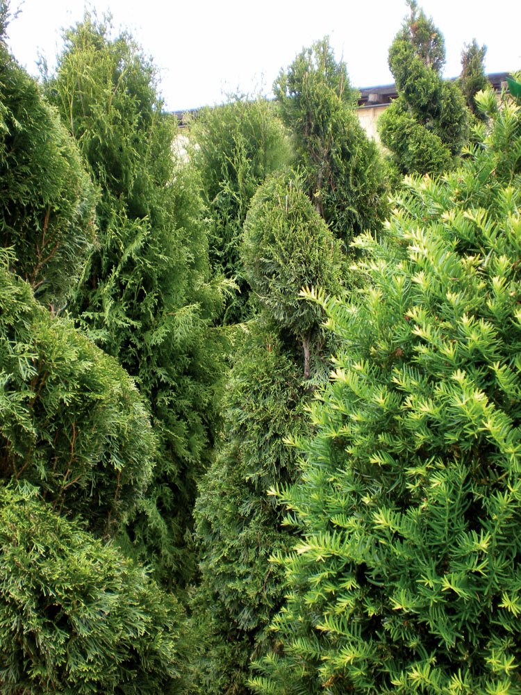 City Escape Garden Center & Design Studio | Chicago IL | Outdoor Plants