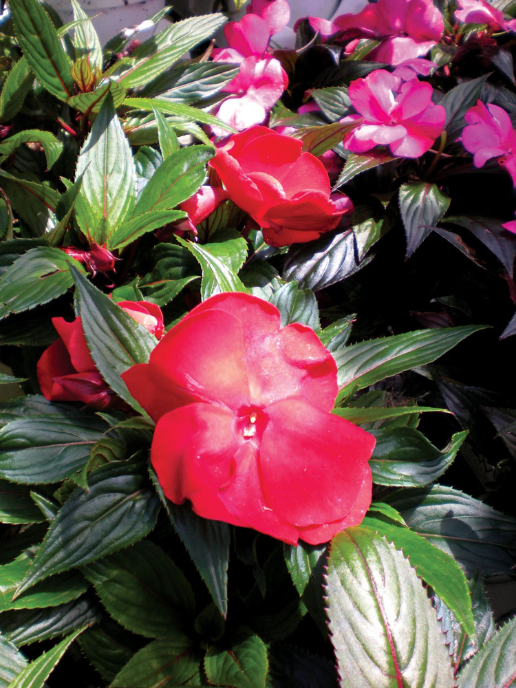 City Escape Garden Center & Design Studio | Chicago IL | Outdoor Plants