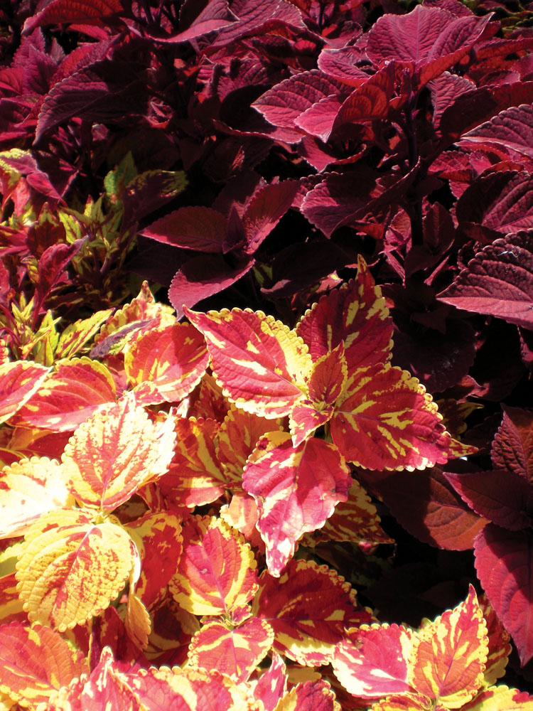 City Escape Garden Center & Design Studio | Chicago IL | Outdoor Plants