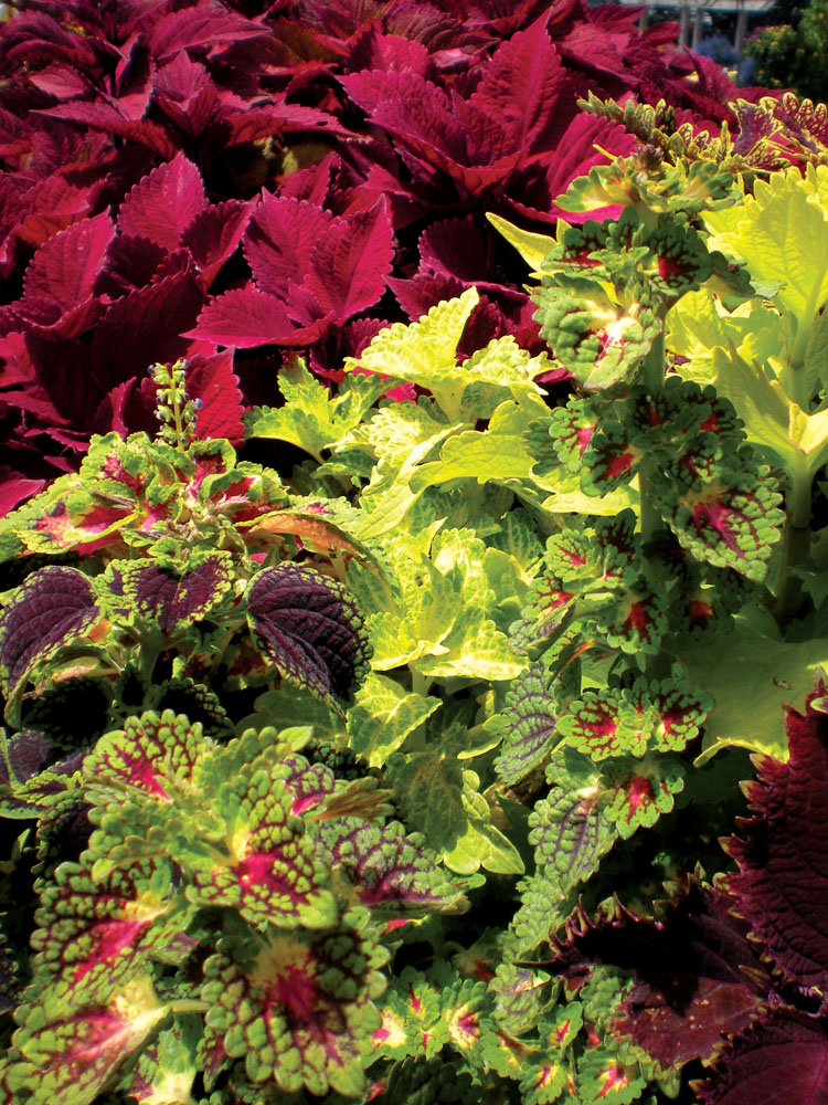 City Escape Garden Center & Design Studio | Chicago IL | Outdoor Plants