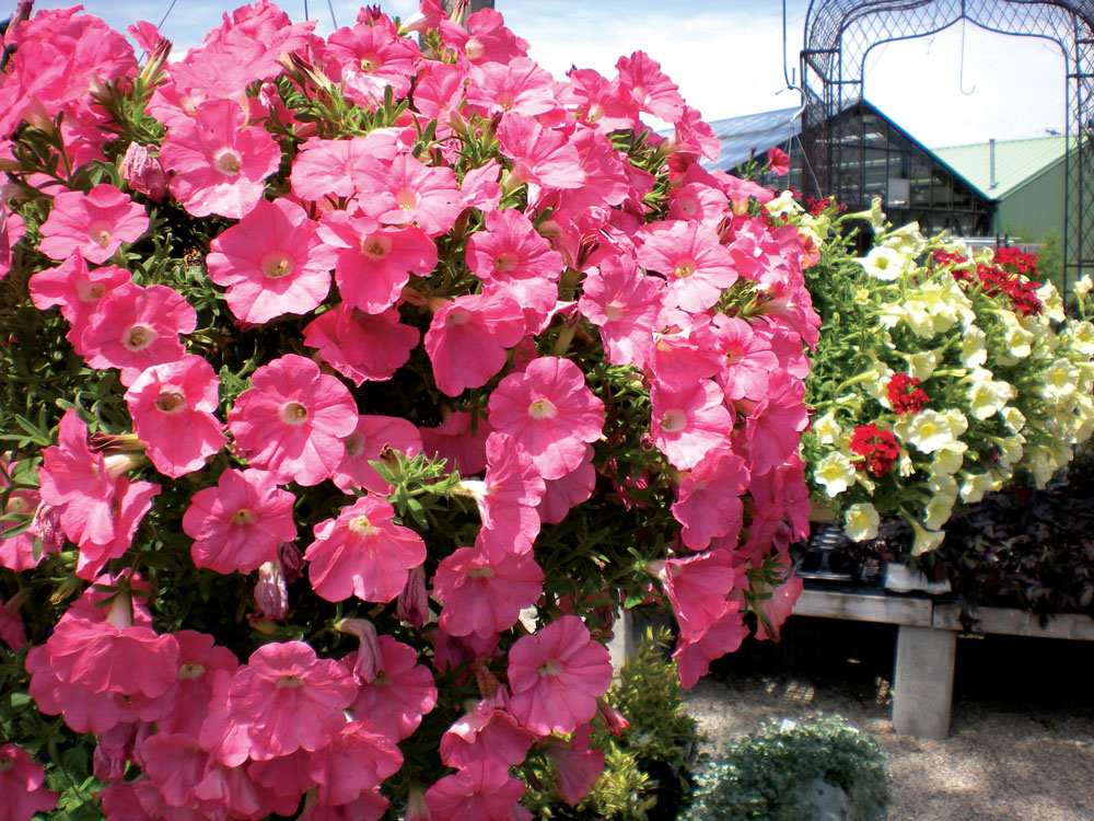 City Escape Garden Center & Design Studio | Chicago IL | Outdoor Plants